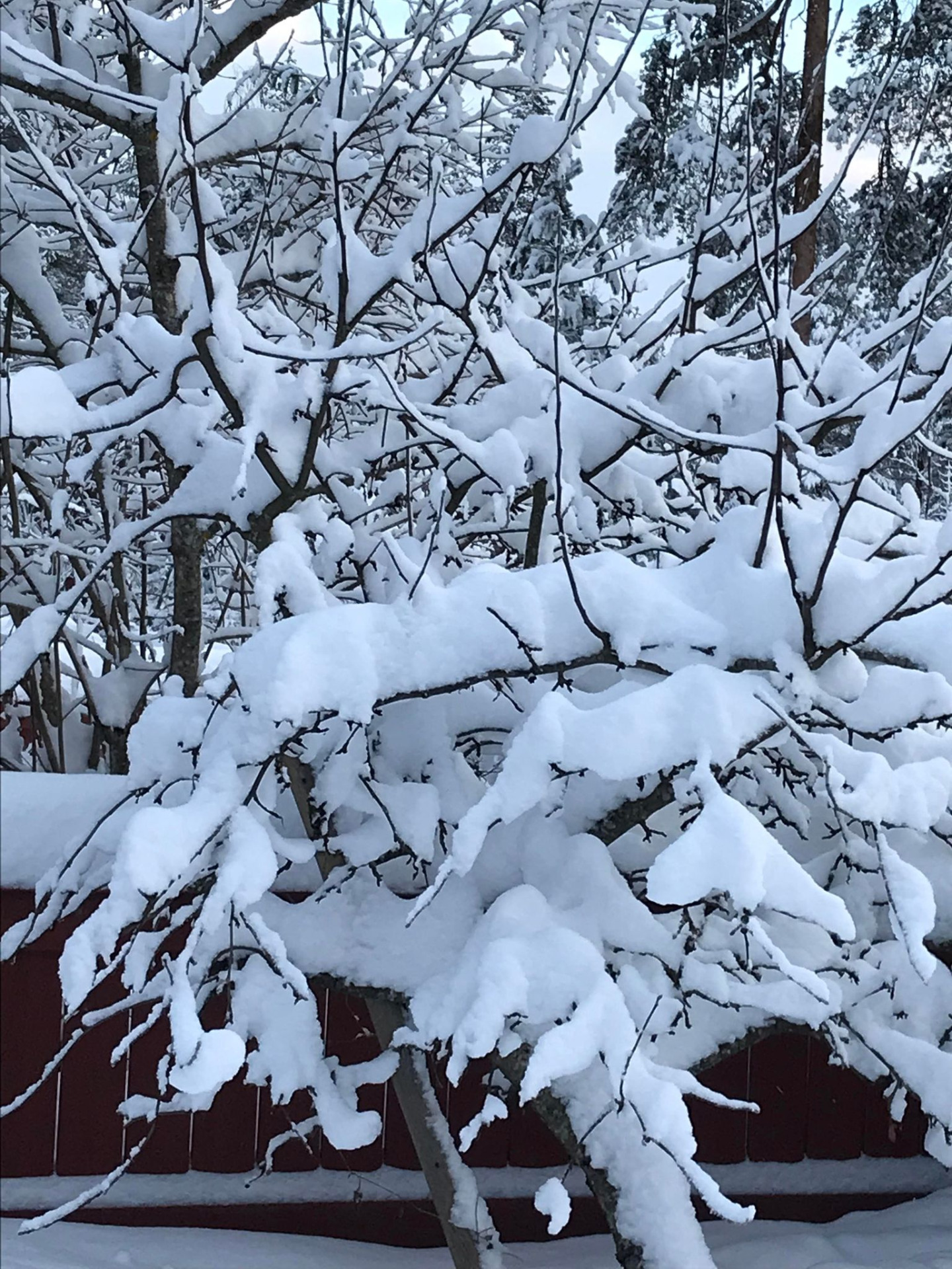 Kotihoiva Kuparipannu